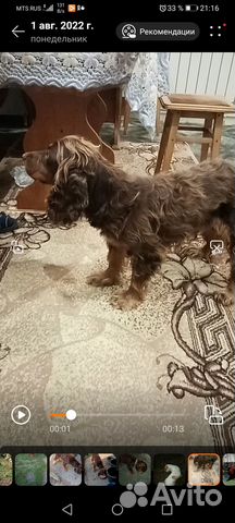 Щенок русского охотничьего спаниеля в добрые руки