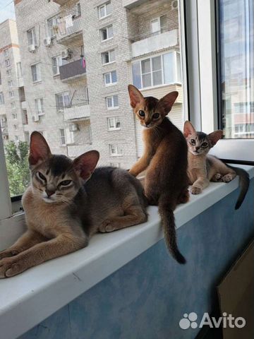 Абиссинские котята