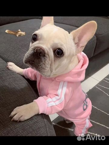 Одежда для собак мелких пород