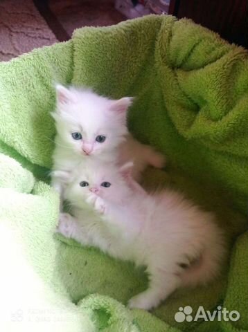 Котята