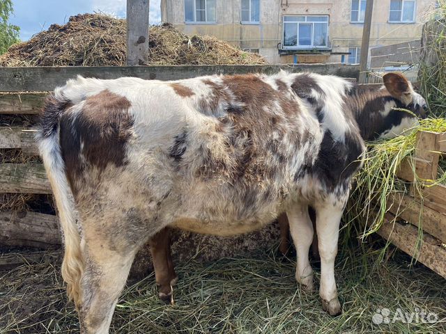 Корова,телка