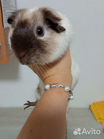 Морская свинка калифорния