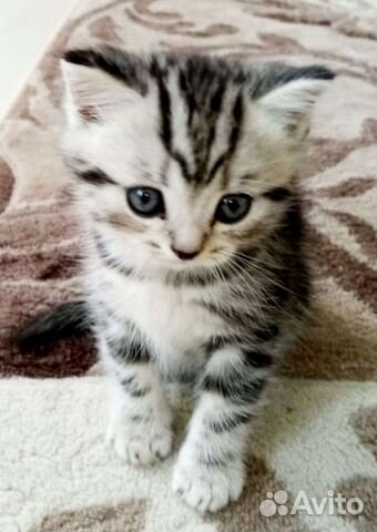 Британский котенок очаровательный мальчик