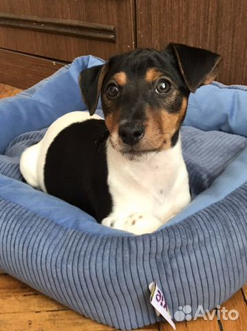 Щенок джек рассел