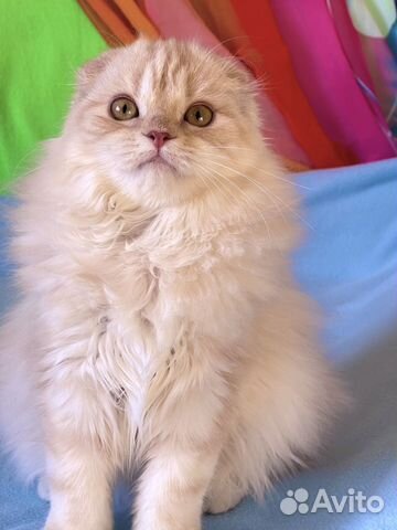 Шотландские вислоухие котята Девочка