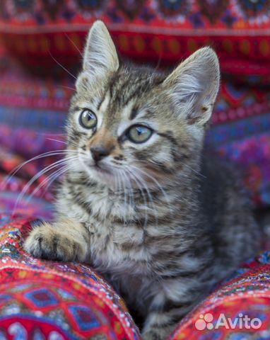 Серый котёнок Арбузик (2 месяца)