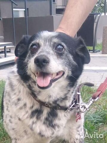 Плюшка ищет дом