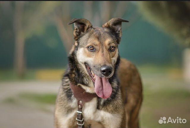 Брауни. Аппетитный дружочек. Ищет дом