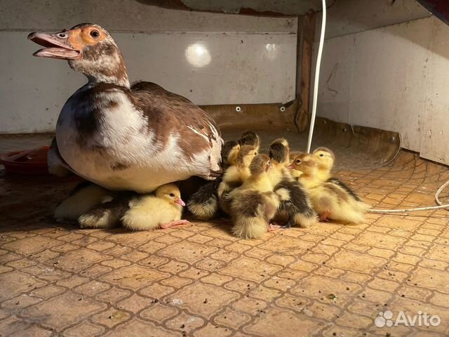 Утята суточные