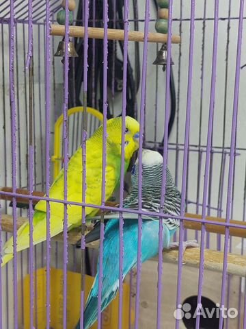 Волнистый попугай с клеткой