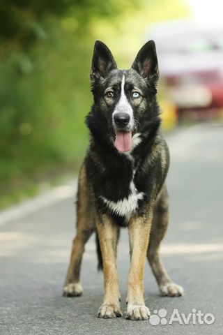 Невероятный красавчик в добрые руки