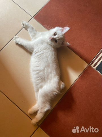 Потерялась кошка