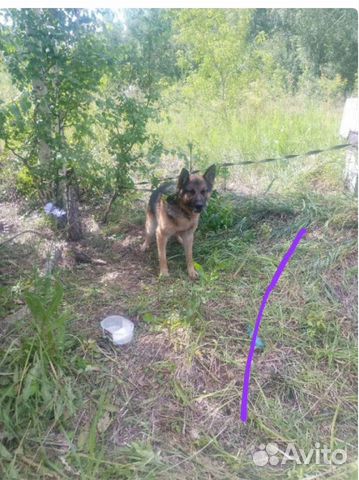 Немецкая овчарка