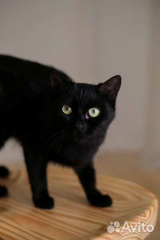 Кошка Тайгета