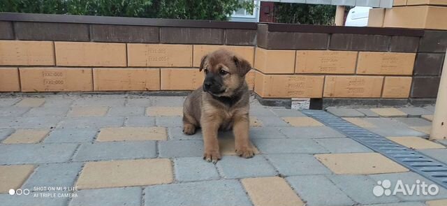 Щенки карело финской лайки