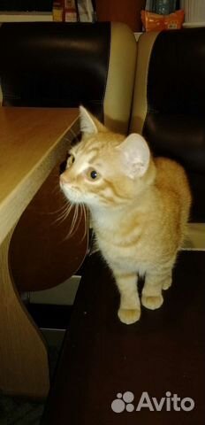 Котенок (кошечка)