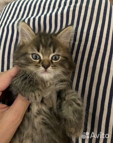 Котята в добрые руки мальчики