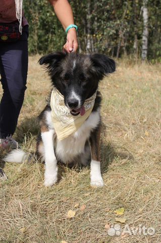 Рон пес, говорящий глазами