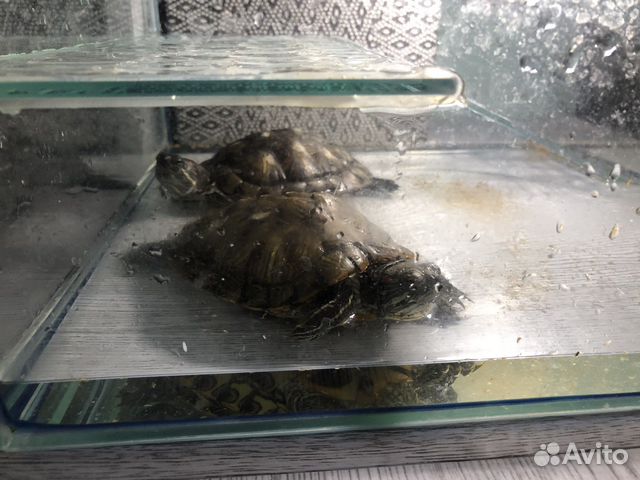 Красноухая черепаха