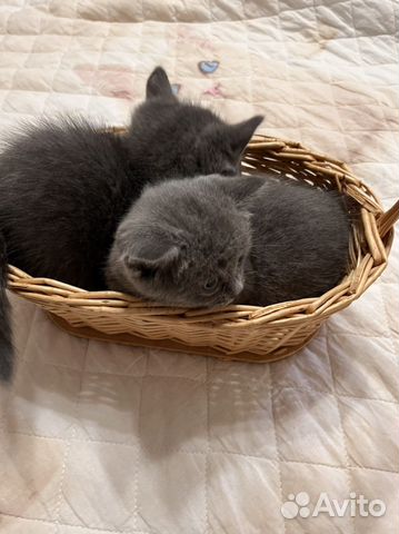 Британские котята