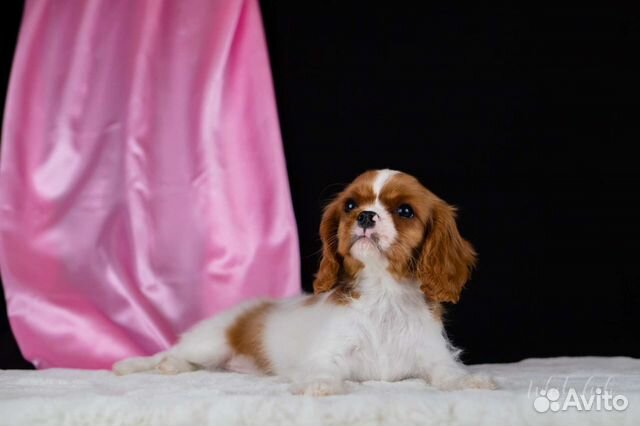 Кавалерочка