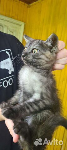 Котёнок - Тигр Лев, усы в сметане