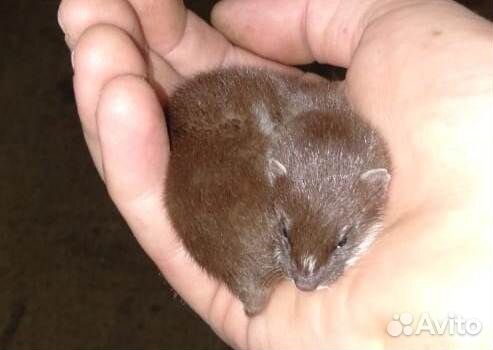 Ласка умница красавица