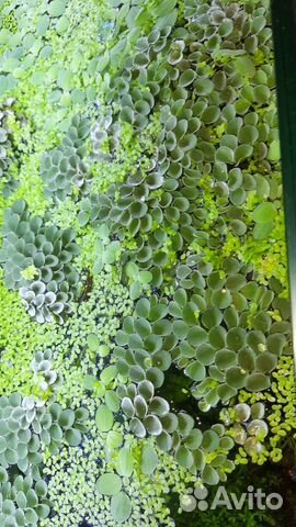 Растения для аквариума