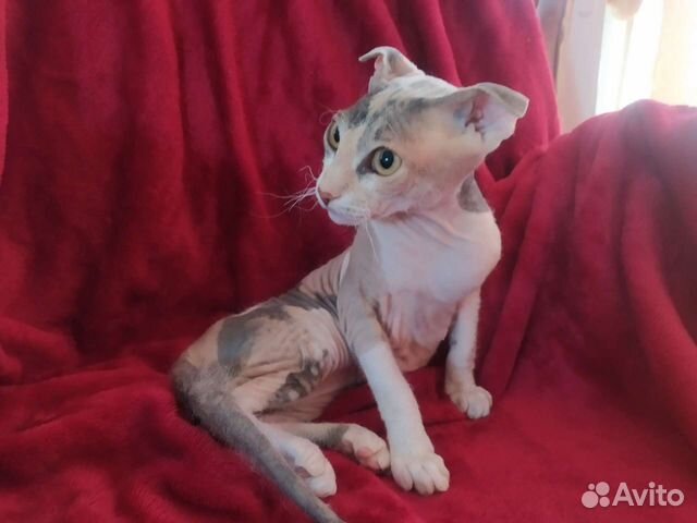 Донской сфинкс котенок девочка