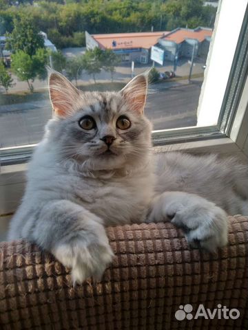 Добрый британский котёнок