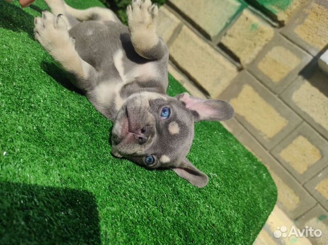 Лилак тан девочка