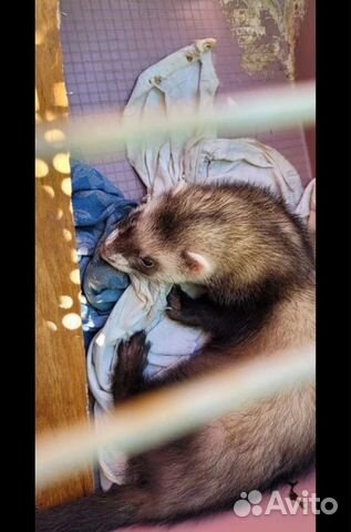 Хорёк с клеткой