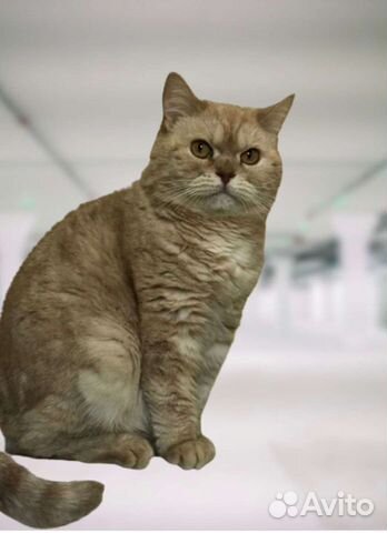 Кошка в добрые руки