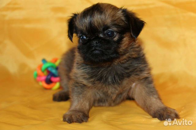 Щенки брюссельского гриффона