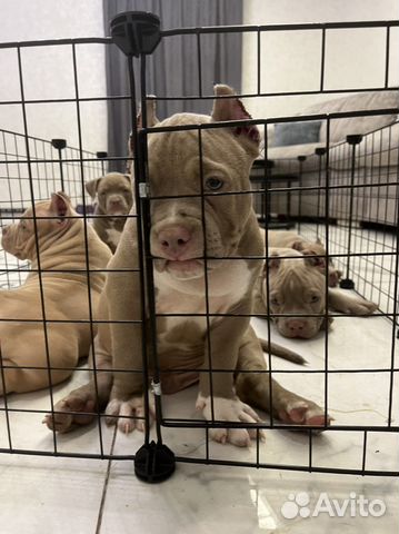 Американский булли