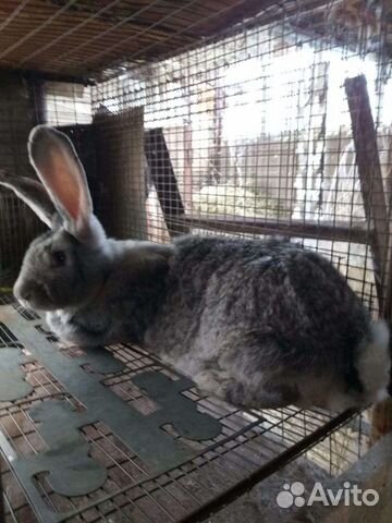 Кролики мясных пород