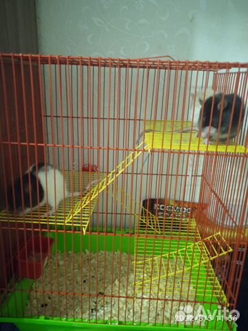 Отдам бесплатно крысок