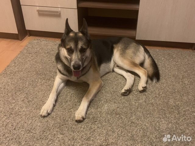 Отдадим собаку в добрые руки