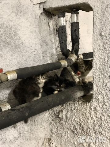 Котята в беде