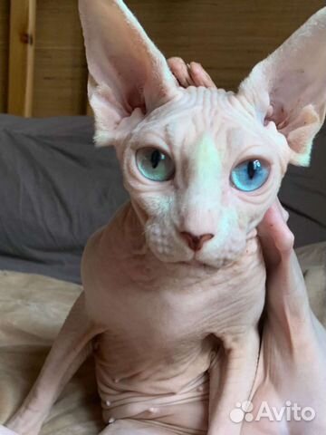 Котята канадского сфинкса от разноглазой кошечки