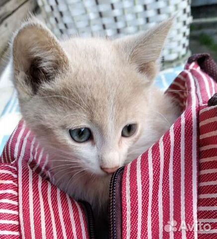 Красивый мальчик персикового окраса., 2,5 месяца