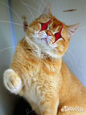 Магический мистер Котс