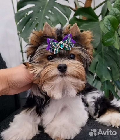 Красивый Мини мальчик Бивер