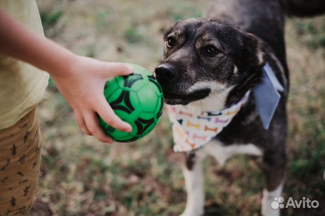 Собака Вишенка, 2 года, в добрые руки