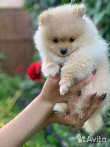 Щенок шпица мини мишка