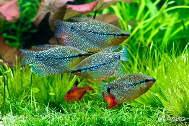 Жемчужный гурами