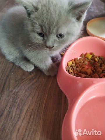 Британские котята