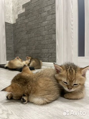 Британские котята золотая шиншилла