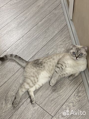 Шотландская кошка вислоухая девочка