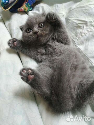 Шотландская вислоухая